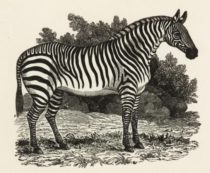 ‘Zebra, Illustration to ‘General History of Quadrupeds’’, Isaac ...