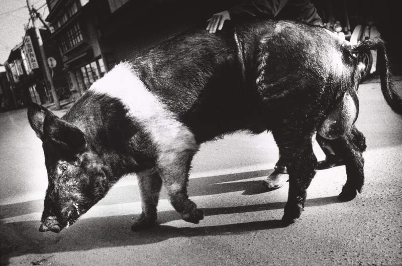 Discover Animals | Tate