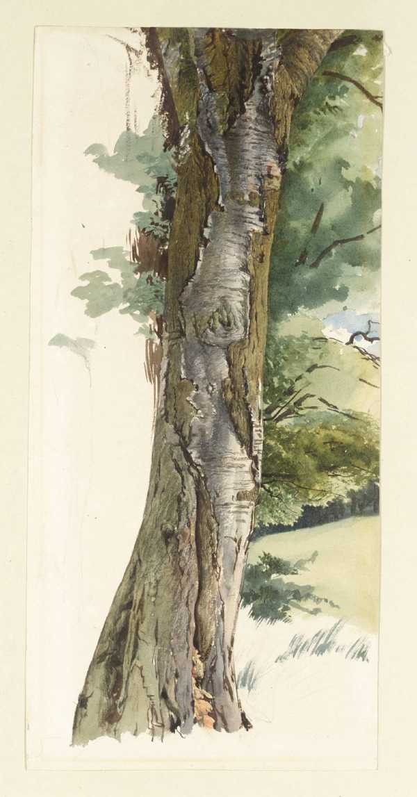 ‘The Trunk of a Birch Tree‘, John Dawson Watson | Tate