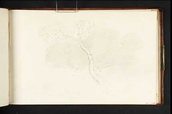 ‘Tree, with Part of a Landscape‘, Joseph Mallord William Turner, 1807 ...