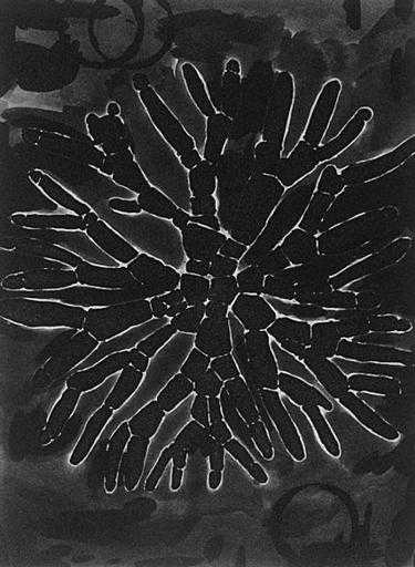 ‘Field Note (19)‘, Terry Winters, 1992 | Tate