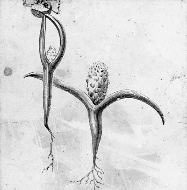 Black and white glass lantern slide of a botanical drawing of an ...