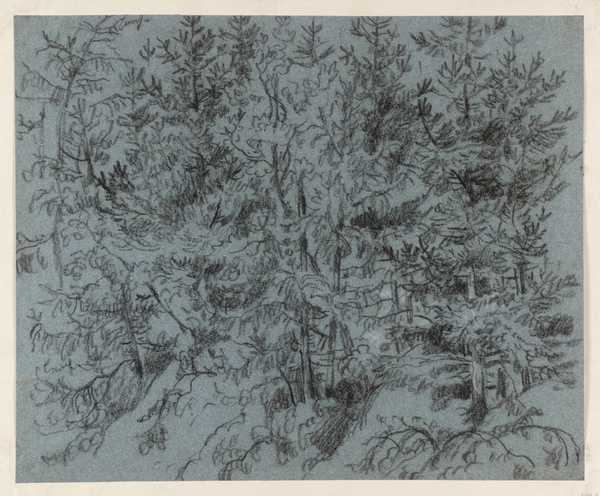 ‘Study of Pine Trees‘, David Cox | Tate