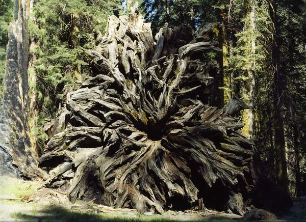 Annette Kelm born 1975 | Tate