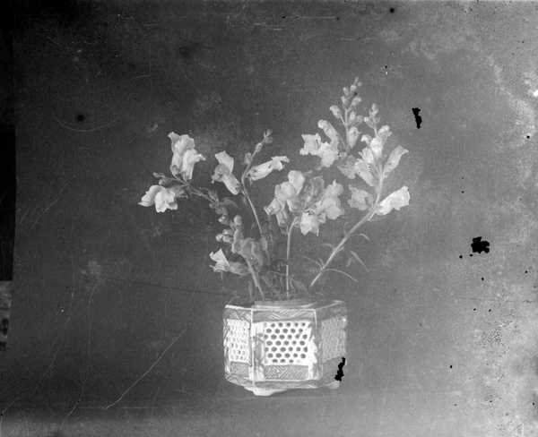 Photograph showing a study of flowers‘, Anonymous‘, Anonymous – Tate ...