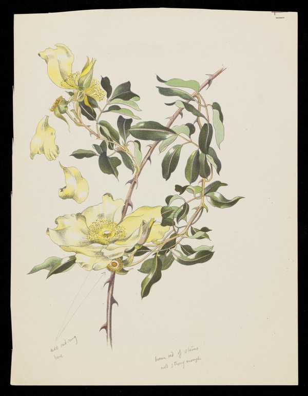 Page proof of drawing of rose ‘Mermaid’‘, John Nash, 1948‘, John Nash ...