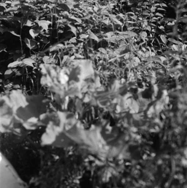 Photograph of reeds by the River Severn in Jackfield, Shropshire‘, John ...