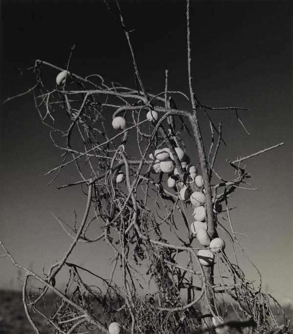 ‘Untitled (Bleached Snail Shells), Western Desert, Egypt‘, Lee Miller ...