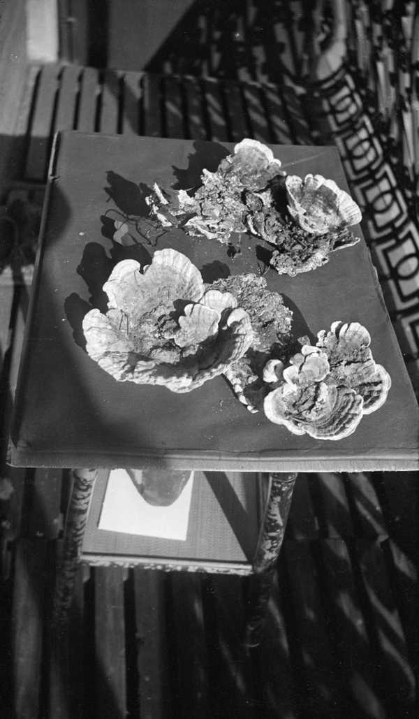 Black and white negative, still life, fungus‘, Paul Nash, 1935‘, Paul ...