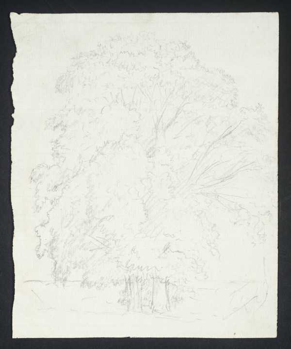 ‘Tree Study‘, attributed to John Constable | Tate