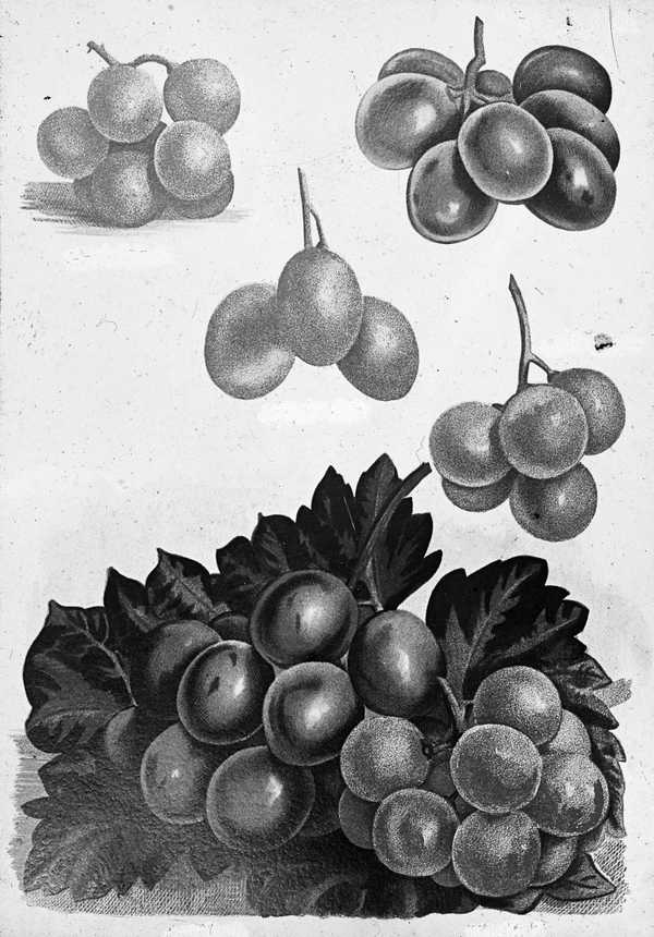 Black and white glass lantern slide of a botanical drawing of grapes ...