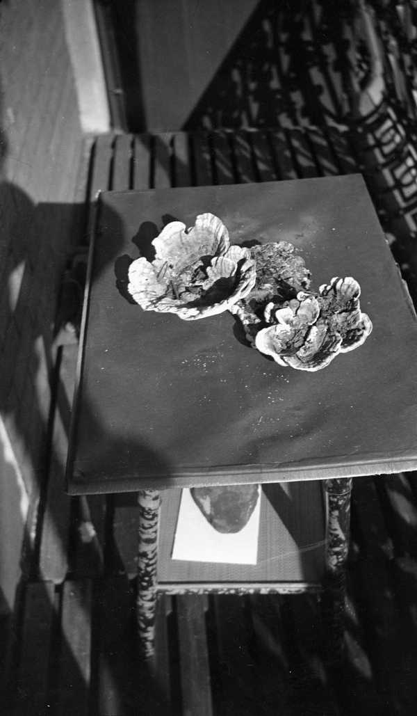 Black and white negative, still life, fungus‘, Paul Nash, 1935‘, Paul ...