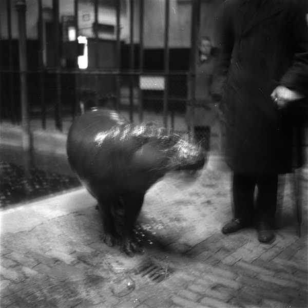 Photograph of a hippo and a zoo keeper‘, Eileen Agar, [1930s]‘, Eileen ...