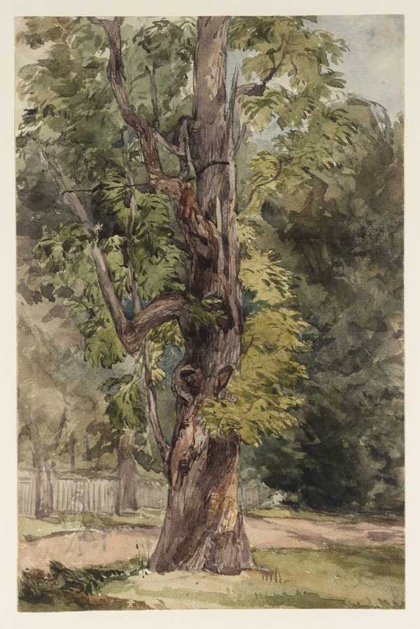 ‘Forest of Fontainebleau: A Chestnut Tree‘, John William Inchbold | Tate