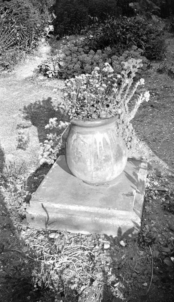 Black and white negative, a potted plant on a stone slab, Eldon Road ...