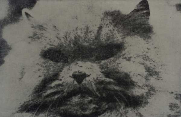 ‘Power and Beauty No. 1‘, Colin Self, 1968 | Tate