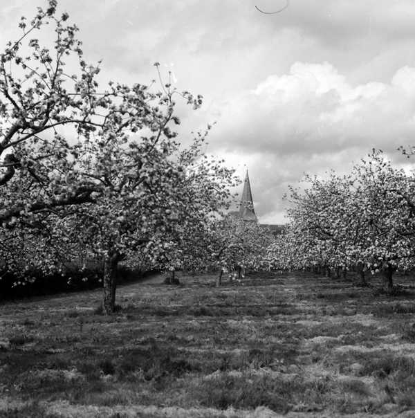 Photograph of Collier Street orchards in Kent‘, John Piper, [c.1930s ...