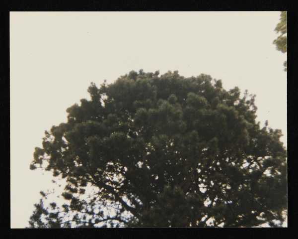 Colour photograph of the top of a tree‘, Prunella Clough, June 1986 ...