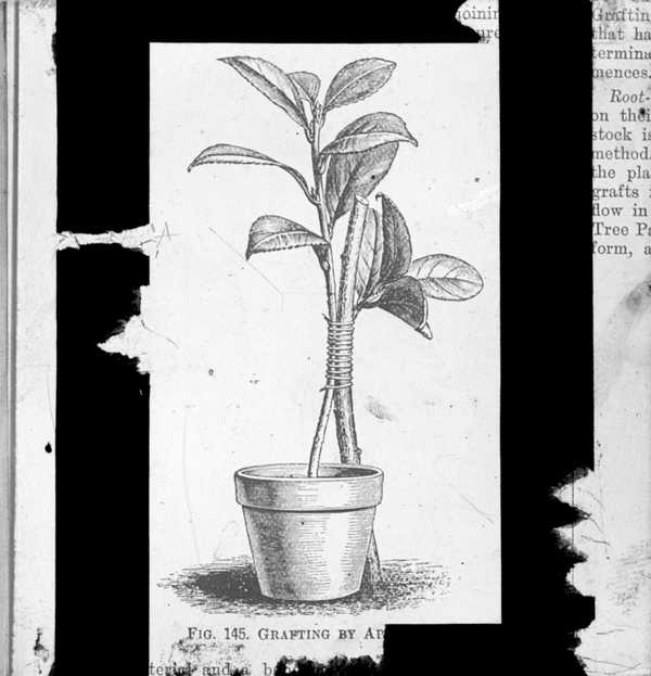 Black and white glass lantern slide of a botanical drawing showing a ...