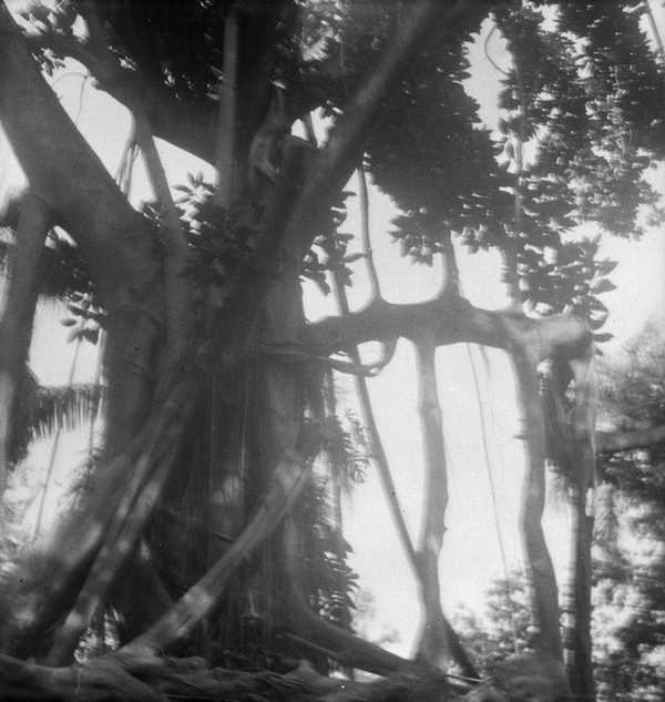 Photograph of the entwined branches of a tree in the Botanical Gardens ...