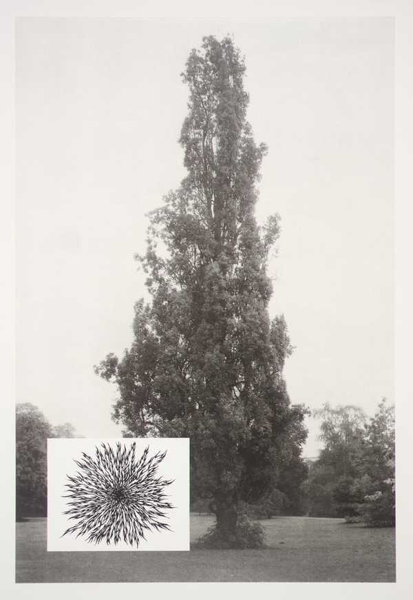 no title]‘, Richard Deacon, 1997 | Tate