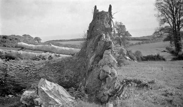 Black and white negative, ‘Stalking Horse’‘, Paul Nash, 1941‘, Paul ...