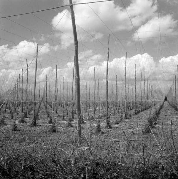 Photograph of a hop field near Horsmonden, Kent‘, John Piper, [c.1930s ...