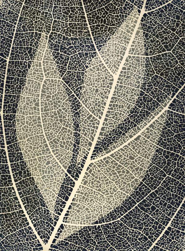 Gertrudes Altschul 1904—1962 | Tate