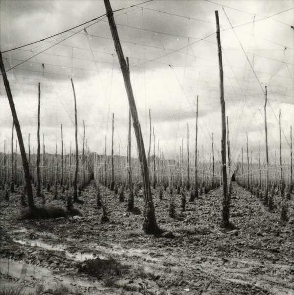 Photograph of a hop field near Horsmonden, Kent‘, John Piper, [c.1930s ...