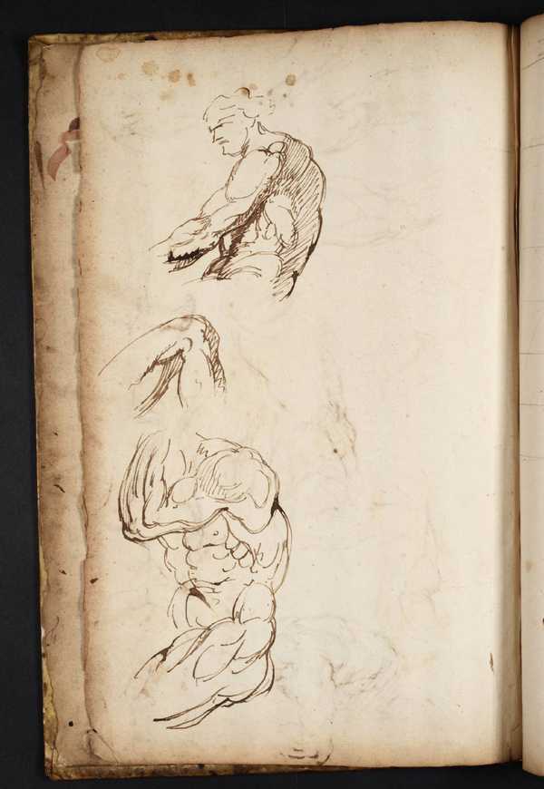 ‘Three Studies of a Torso and One of a Leg. Verso: Numerous Anatomical ...