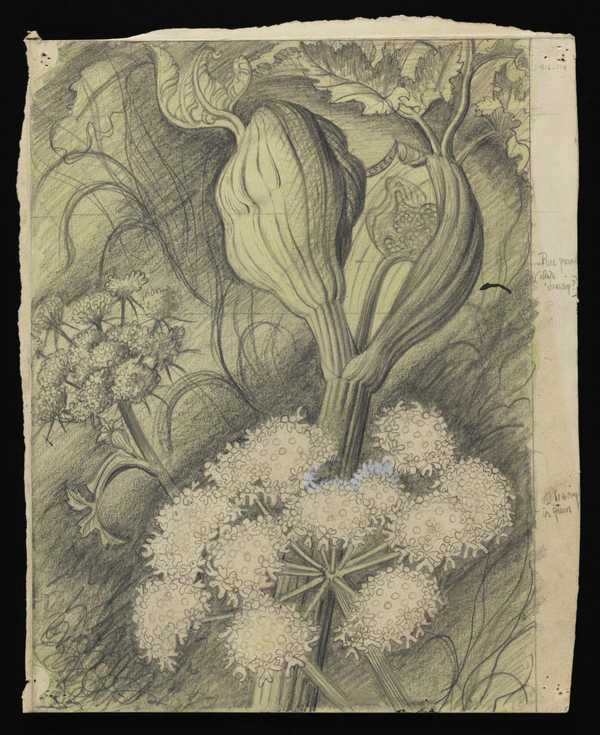 Study of flowers with annotations about colour‘, Dame Eileen Mayo ...