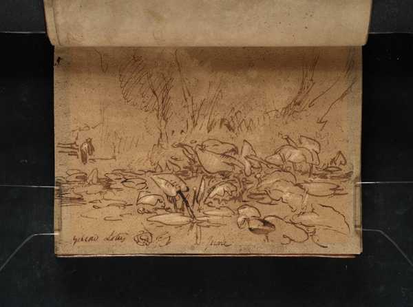 ‘Yellow Lotus - June [Turner]‘, Joseph Mallord William Turner, c.1815 ...