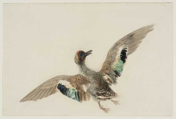 ‘Study of a Teal with Outspread Wings‘, Joseph Mallord William Turner ...