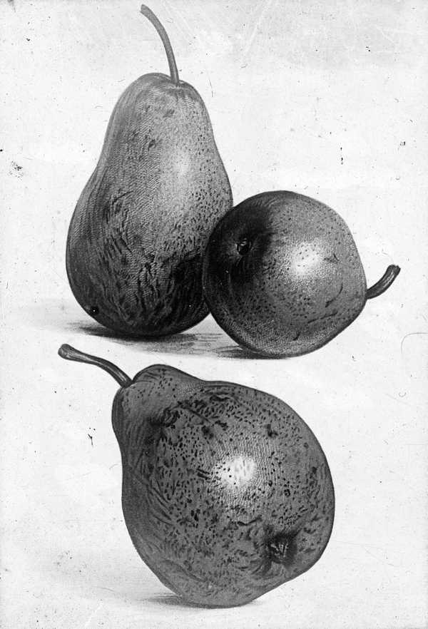 Black and white glass lantern slide of a botanical drawing of pears ...