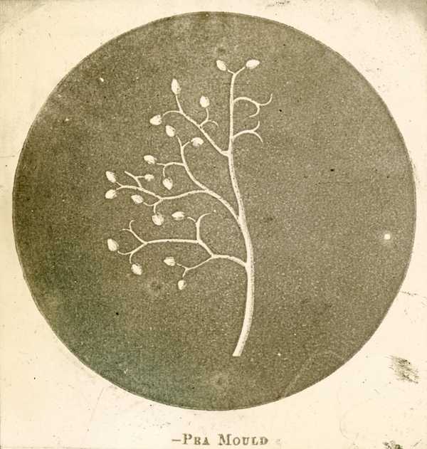 Black and white glass lantern slide of a botanical drawing of pea mould ...