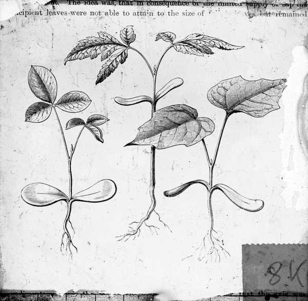 Black and white glass lantern slide of a botanical drawing of an ...