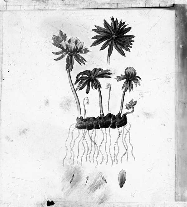 Black and white glass lantern slide of a botanical drawing of various ...