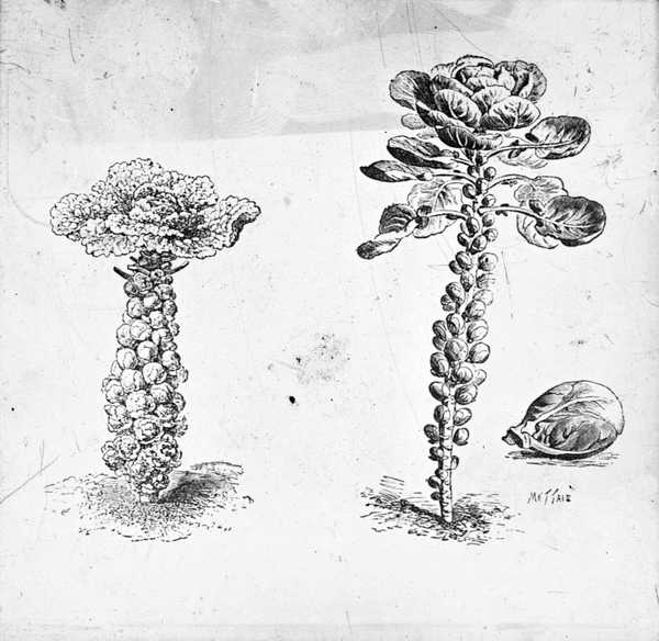 Black and white glass lantern slide of a botanical drawing of a stalk ...