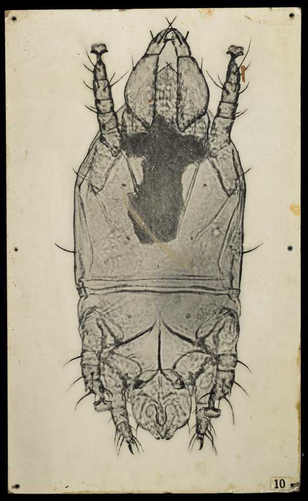 Photographic panel showing Cat No 10 - ‘Female bulb scale mite’‘, Nigel ...