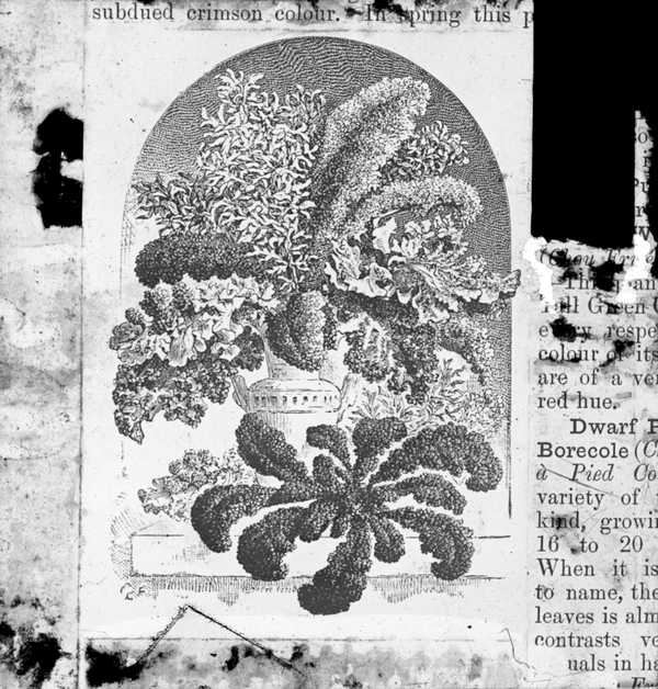 Black and white glass lantern slide of a botanical drawing of a flower ...