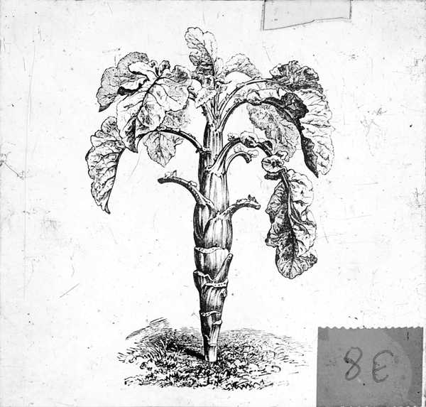 Black and white glass lantern slide of a botanical drawing of an ...