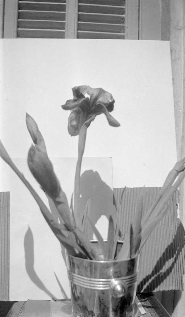 Black and white negative, iris in ice bucket, on chair, Springfield ...