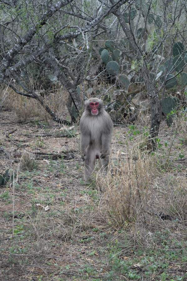 ‘The Snow Monkeys of Texas: Snow Monkey Stance‘, Shimabuku, 2016 | Tate