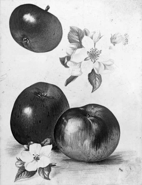 Black and white glass lantern slide of a botanical drawing of apples ...