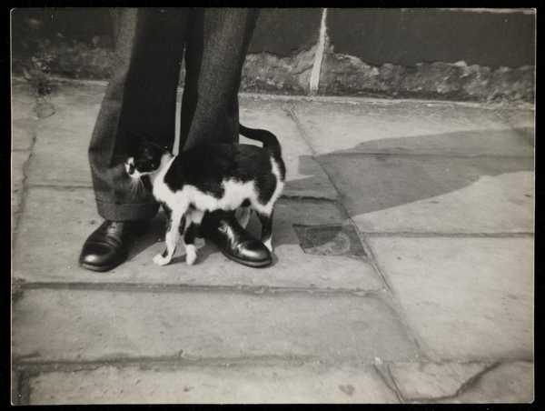 Black and white photograph of a cat winding itself around a man’s legs ...