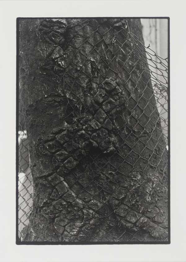 ‘Detail (Tree + Fence)‘, Zoe Leonard, 1998, printed 1999 | Tate