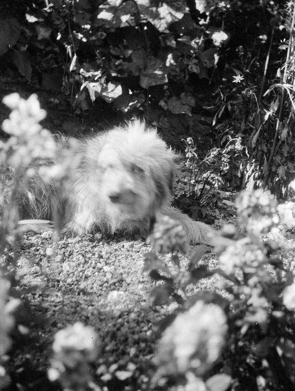 Black and white negative of Duncan Grant’s dog, Henry, seated on the ...