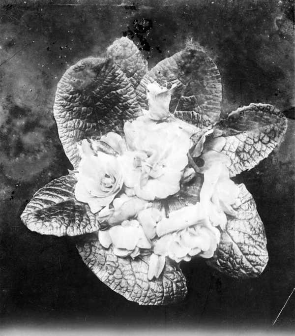 Photograph showing a study of flowers‘, Anonymous‘, Anonymous – Tate ...