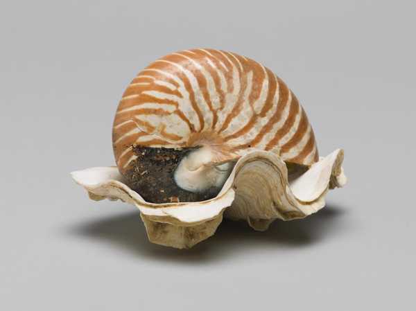 Sculpture consisting of a nautilus shell glued to a clam shell‘, Eileen ...