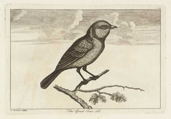 ‘The Great Tom Tit‘, after Francis Barlow | Tate